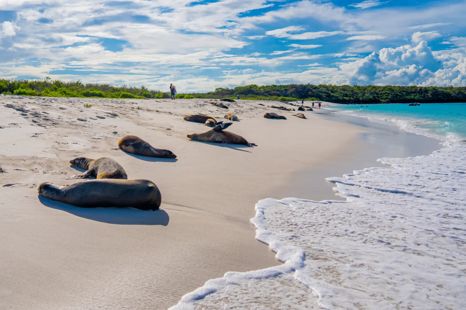Îles Galápagos – Sur les traces de Darwin et… | Tours Chanteclerc